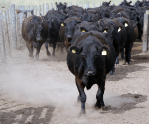 Strong Bulls, Strong Calf Crop: Surprising Winter Care Guide - West ...