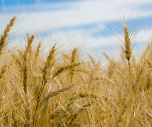 How to Actually Boost Cattle Gains on Wheat Pasture - West Texas ...